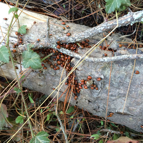 Best Little Ladybug Loop Hike in Oakland