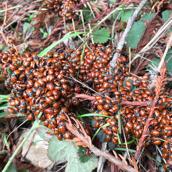 Best Little Ladybug Loop Hike in Oakland
