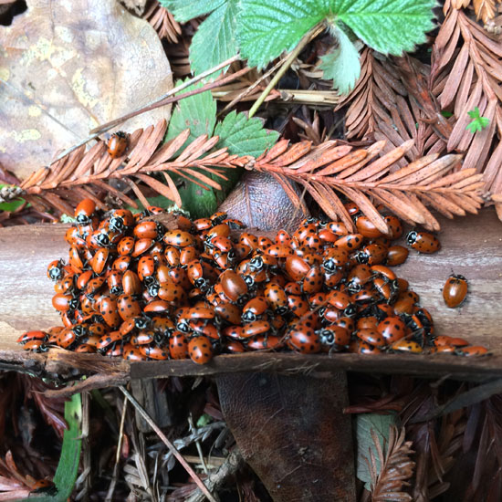 Ladybug Loop Hike in Oakland